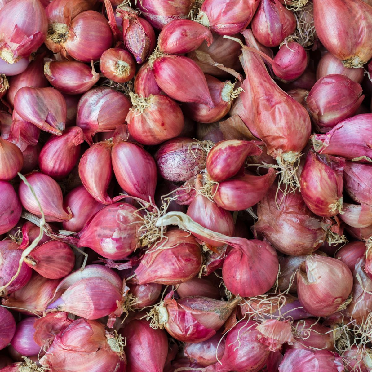 Best Onions For Chili and How To Use The Different Types | The Addy Bean