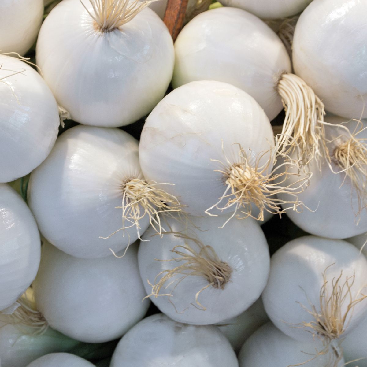 Best Onions For Chili and How To Use The Different Types | The Addy Bean
